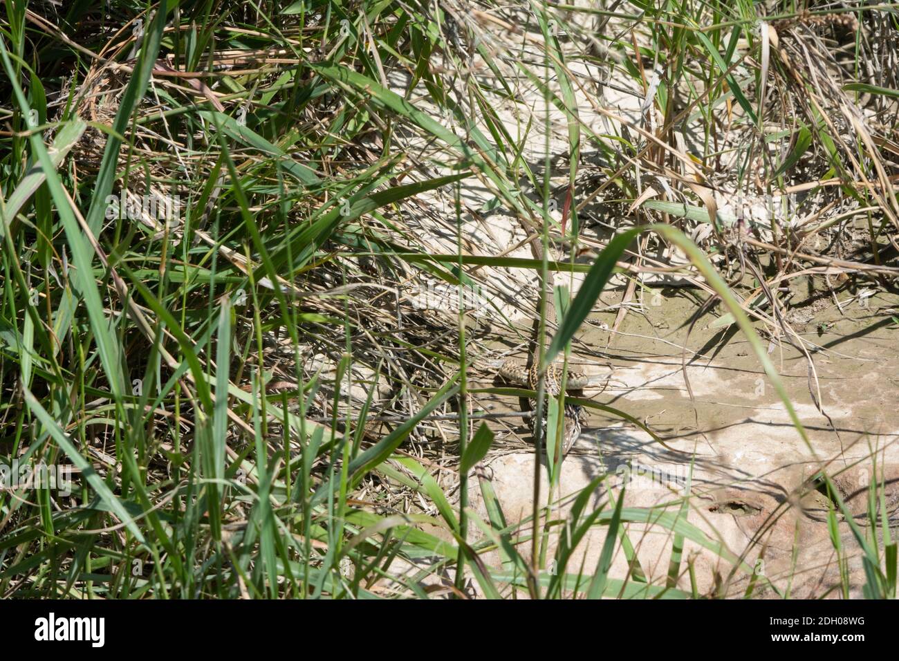 Common Checkered Whiptail (Aspidoscelis tesselatus) from Otero County ...