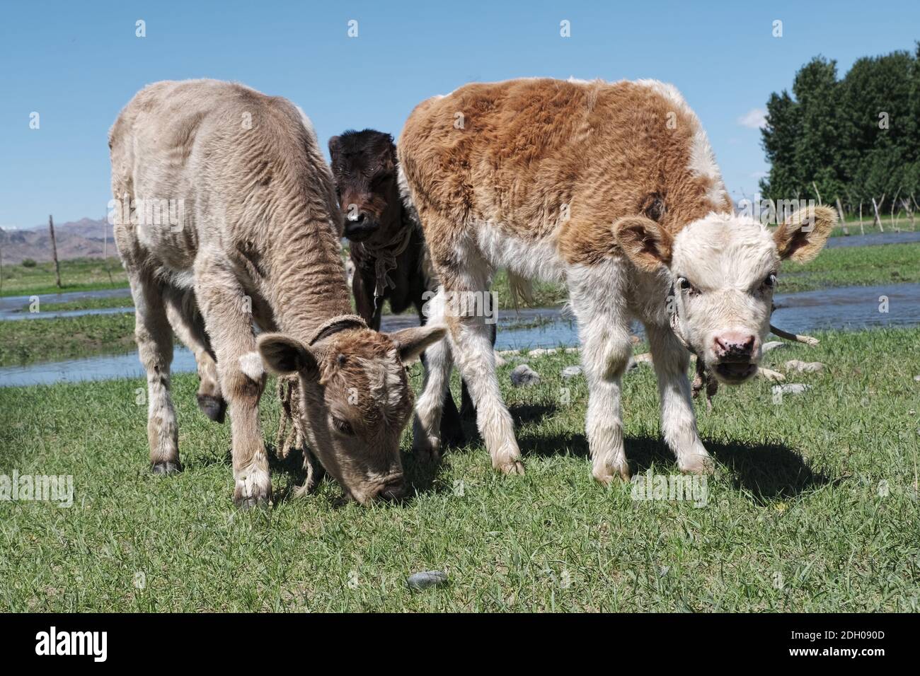 Calf eating grass field green hi-res stock photography and images - Alamy