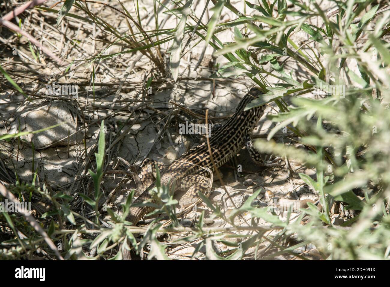 Common Checkered Whiptail (Aspidoscelis tesselatus) from Otero County ...