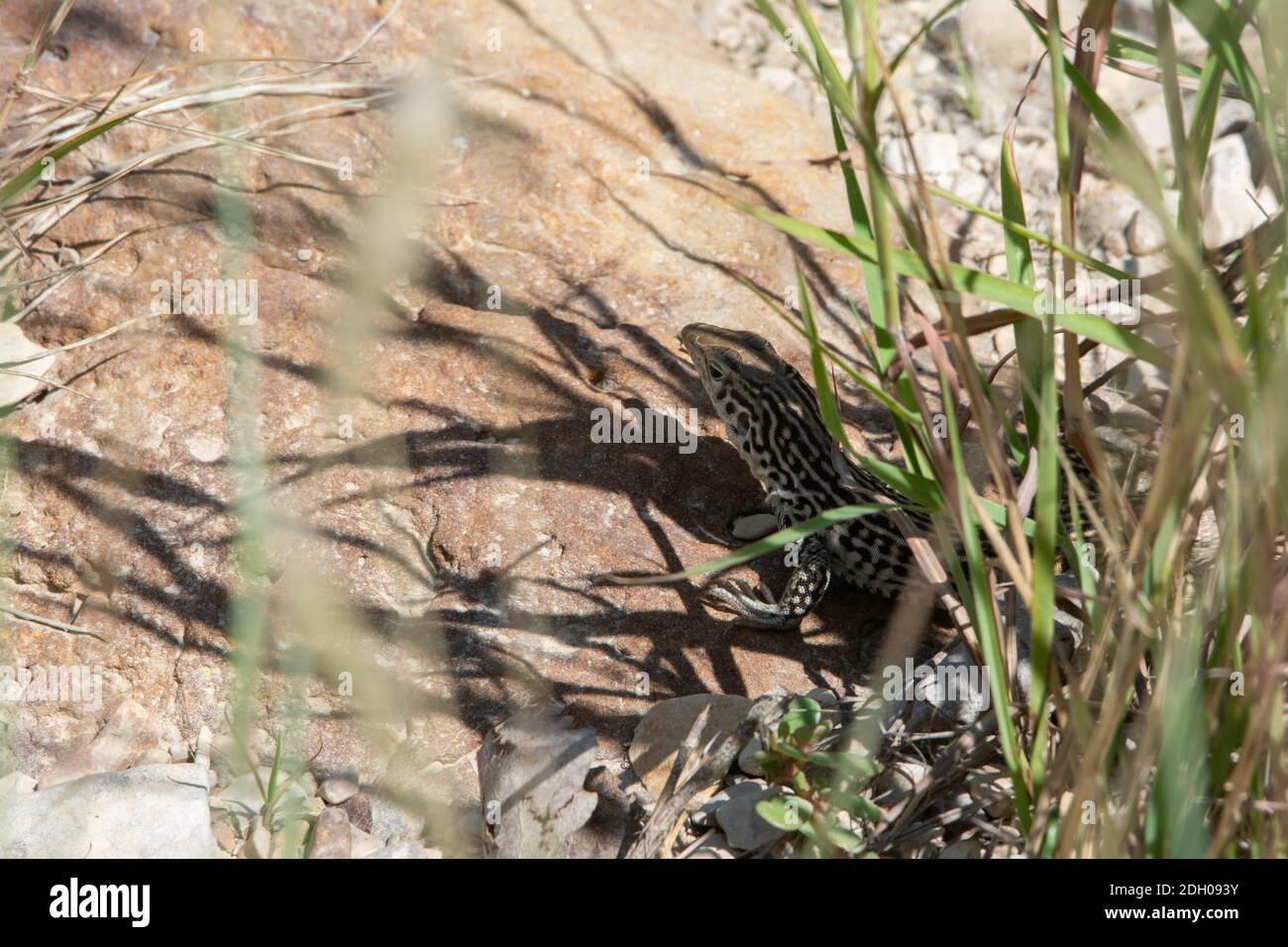 Common Checkered Whiptail (Aspidoscelis tesselatus) from Otero County ...