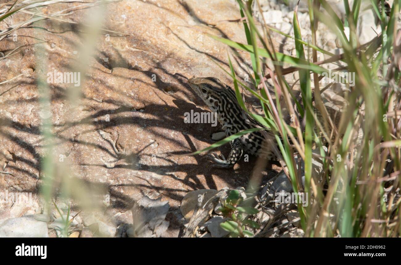 Common Checkered Whiptail (Aspidoscelis tesselatus) from Otero County ...