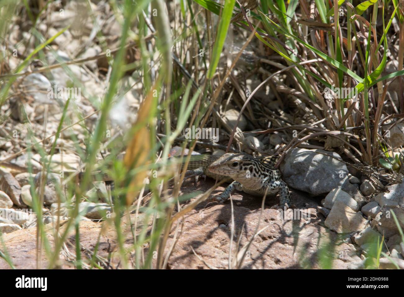 Colorado checkered whiptail lizard hi-res stock photography and images ...
