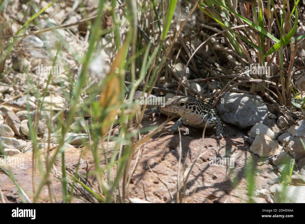 Common Checkered Whiptail (Aspidoscelis tesselatus) from Otero County ...