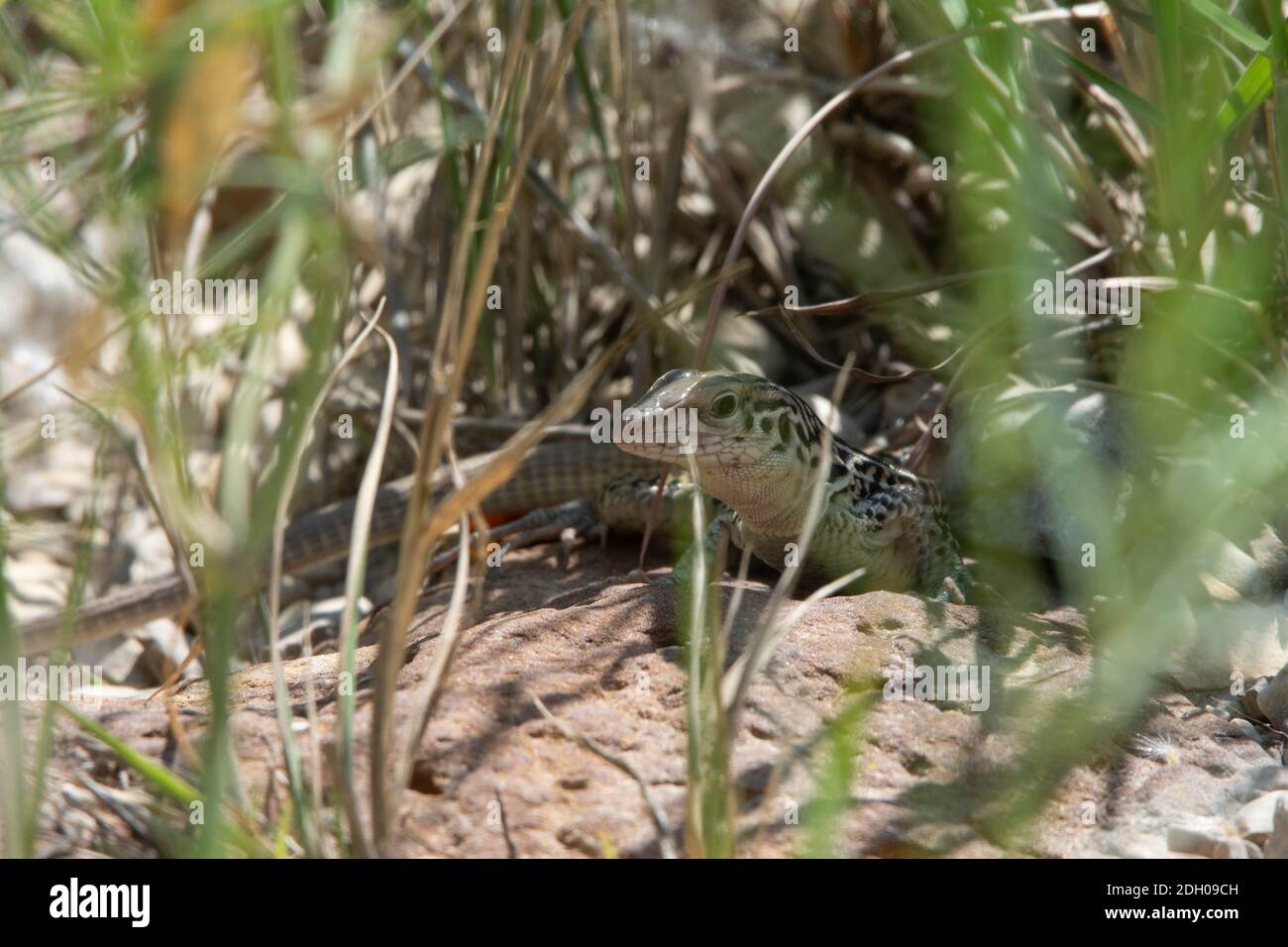 Common Checkered Whiptail (Aspidoscelis tesselatus) from Otero County ...