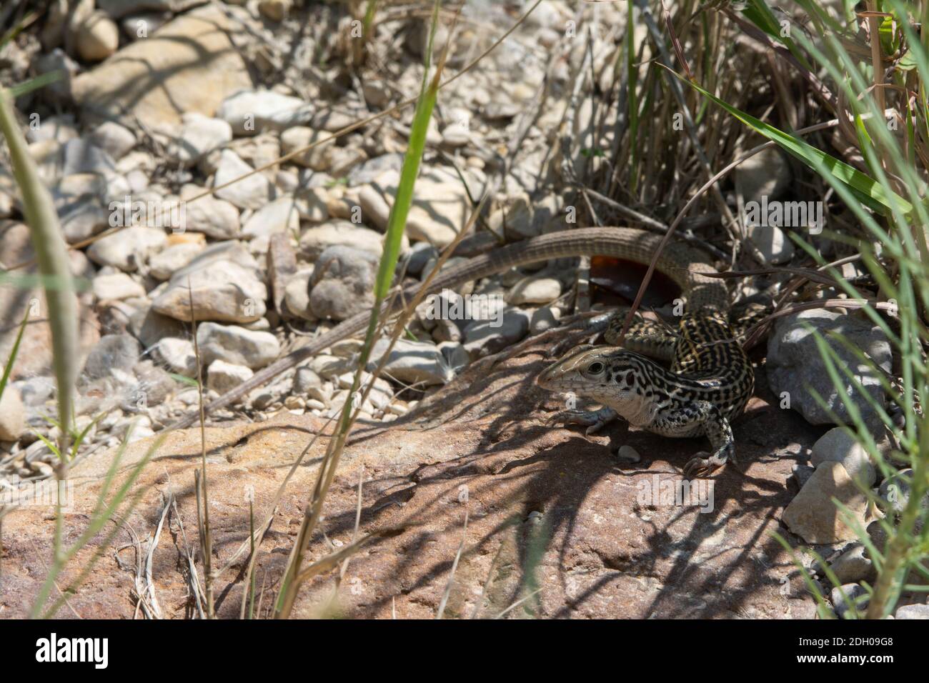 Common Checkered Whiptail (Aspidoscelis tesselatus) from Otero County ...