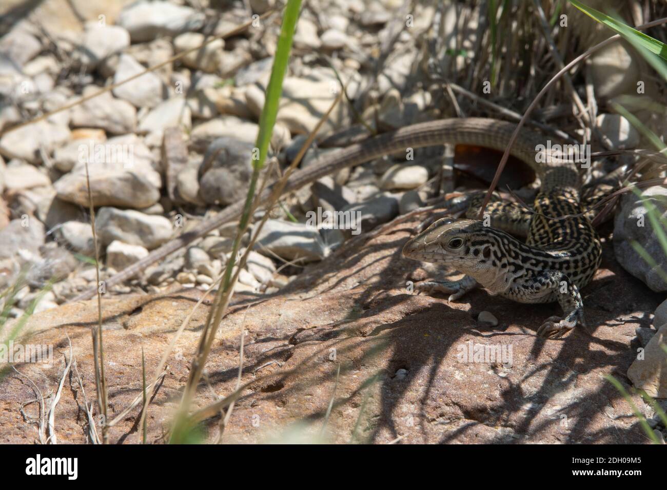 Common Checkered Whiptail (Aspidoscelis tesselatus) from Otero County ...