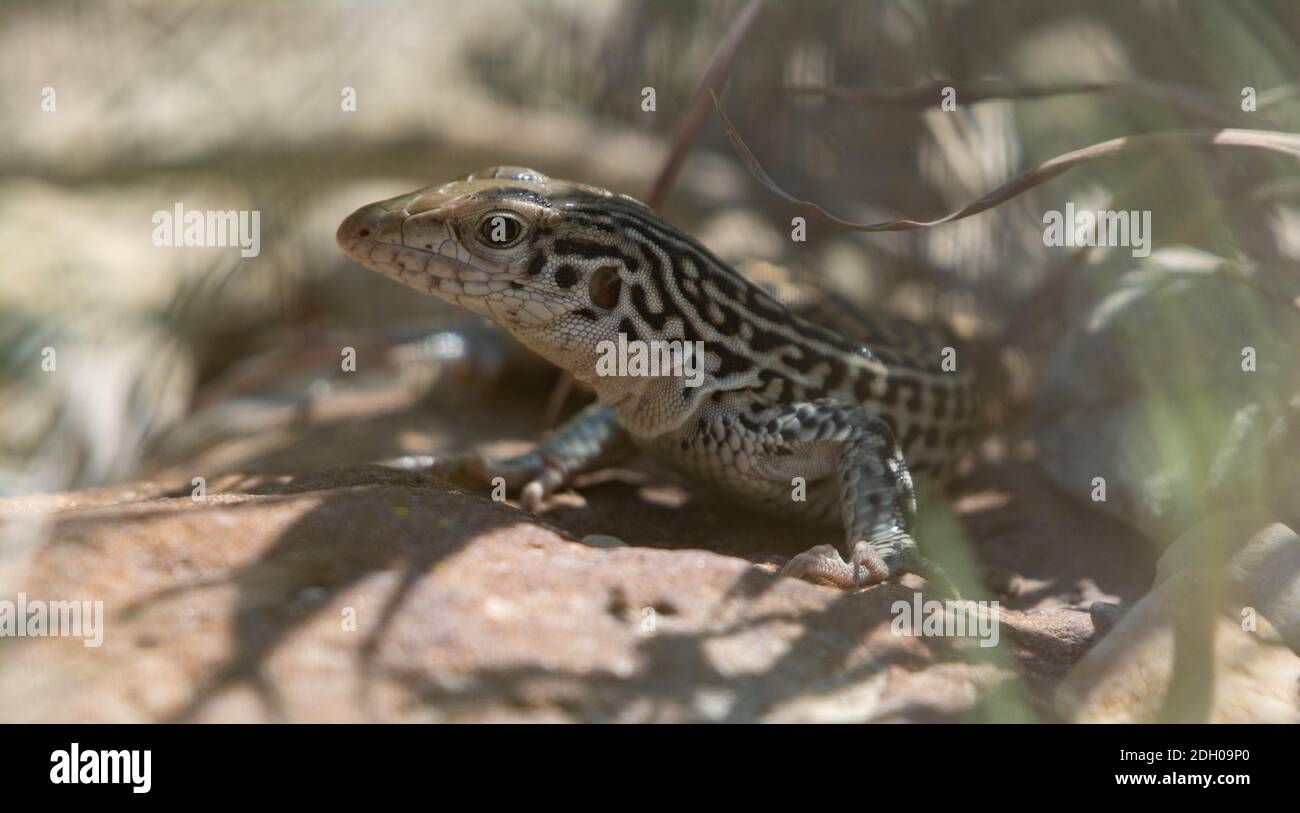 Common Checkered Whiptail (Aspidoscelis tesselatus) from Otero County ...