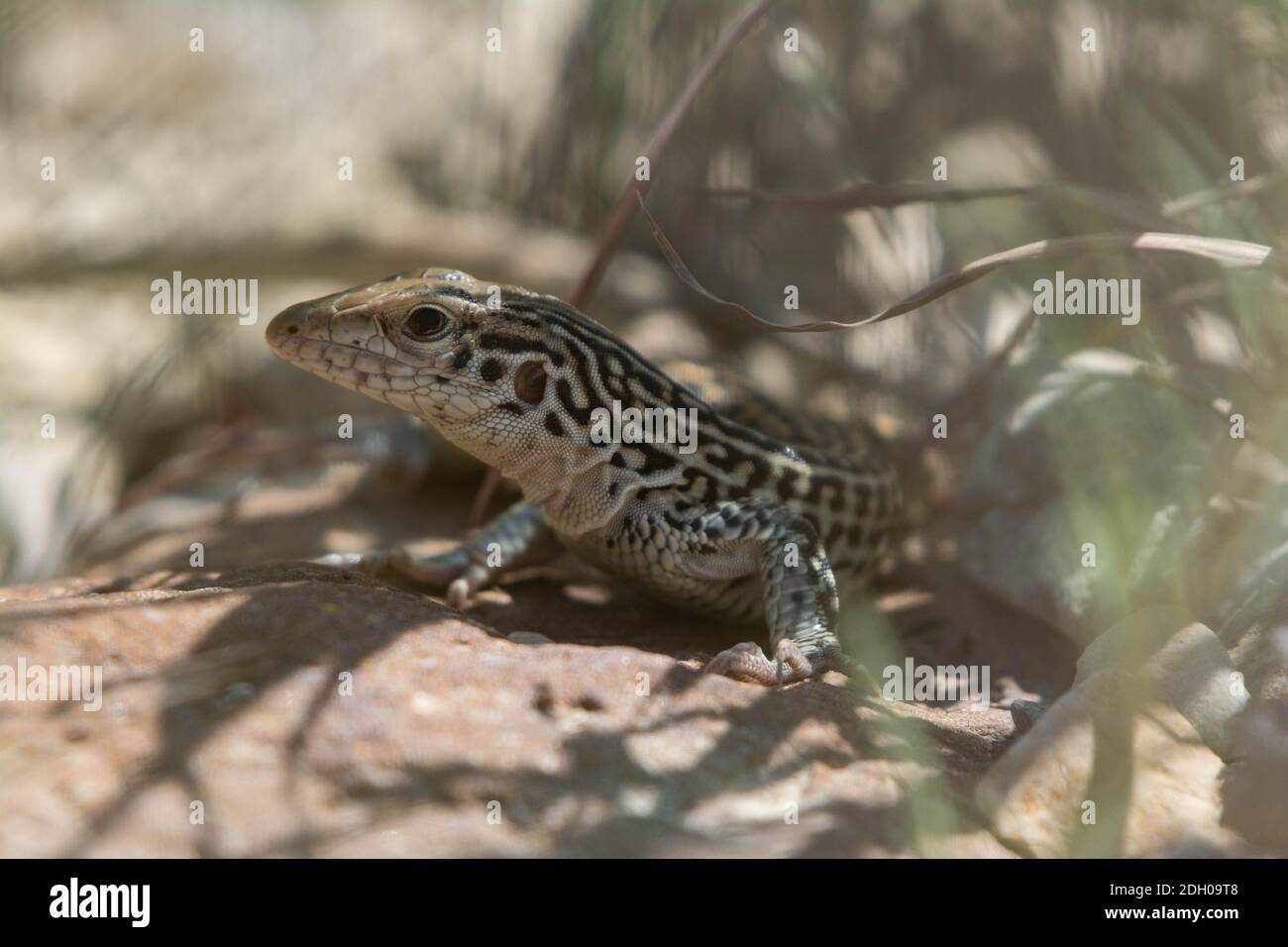 Common Checkered Whiptail (Aspidoscelis tesselatus) from Otero County ...