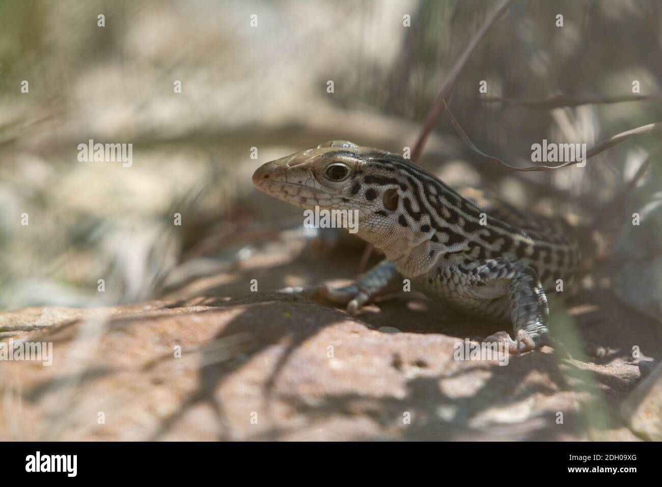 Common Checkered Whiptail (Aspidoscelis tesselatus) from Otero County ...