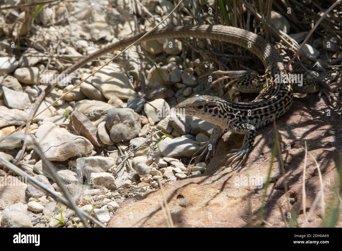 Common Checkered Whiptail (Aspidoscelis tesselatus) from Otero County ...
