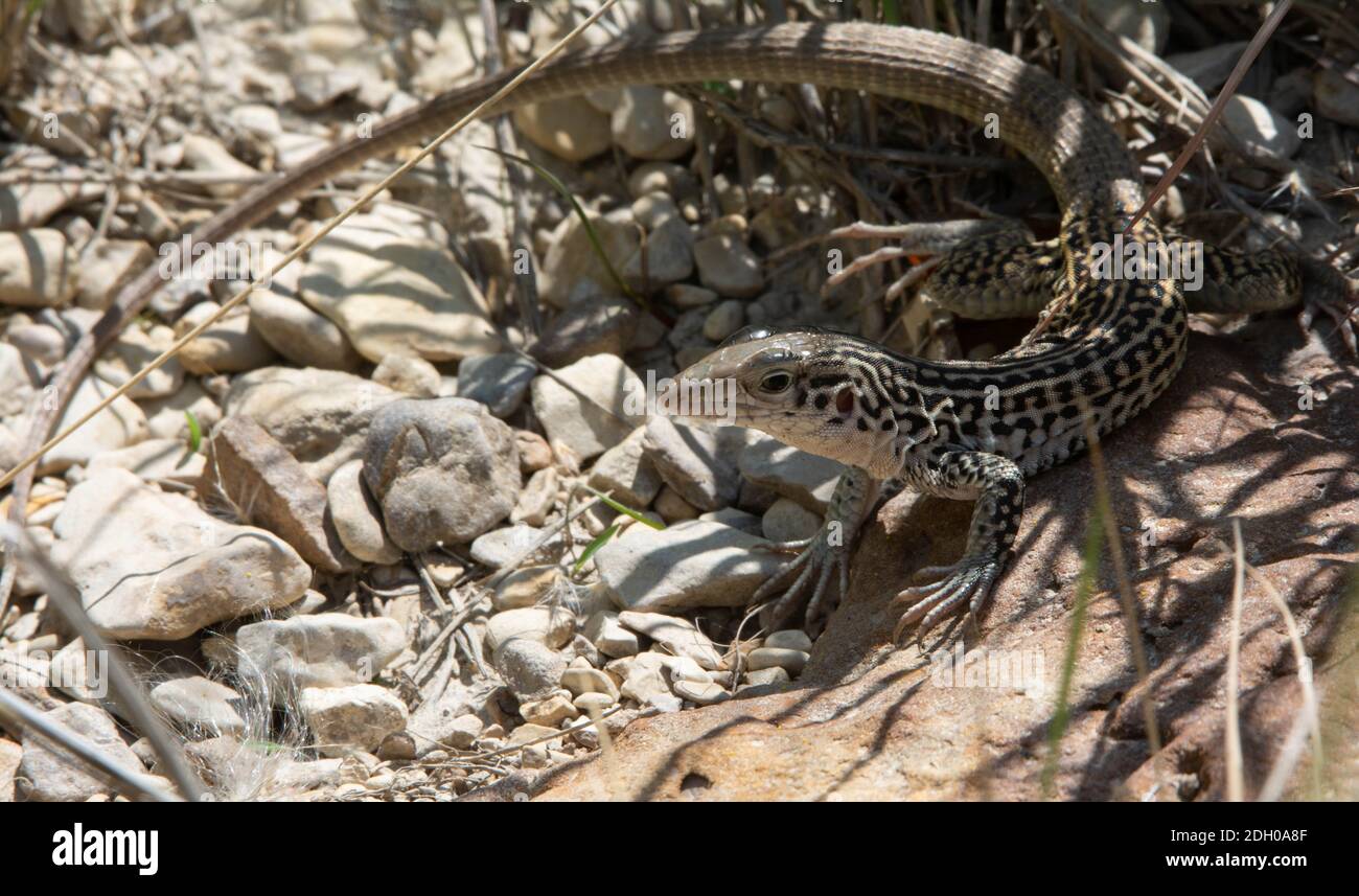 Common Checkered Whiptail (Aspidoscelis tesselatus) from Otero County ...
