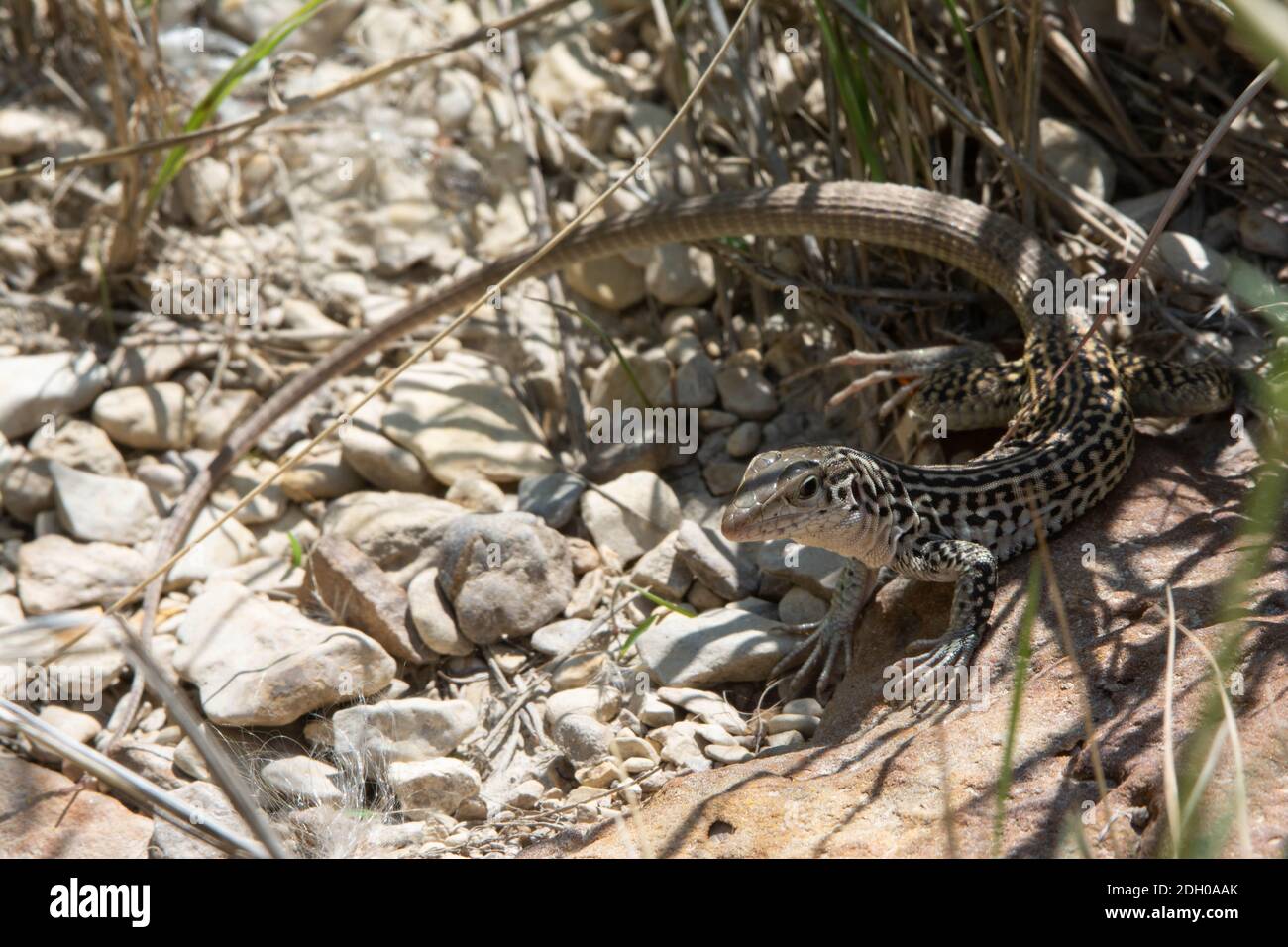Common Checkered Whiptail (Aspidoscelis tesselatus) from Otero County ...