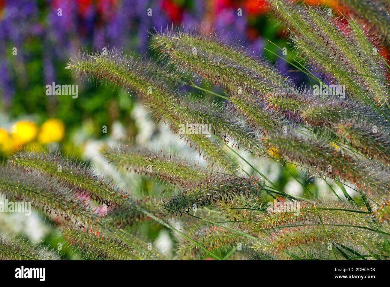 Feathertop Fountain Grass High Resolution Stock Photography and Images ...