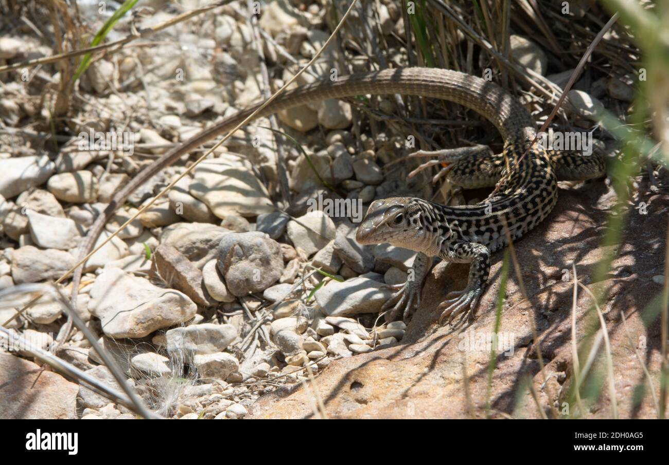 Common Checkered Whiptail (Aspidoscelis tesselatus) from Otero County ...