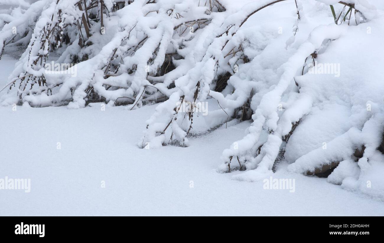 White fine snow background texture. grass under the snow, winter ...