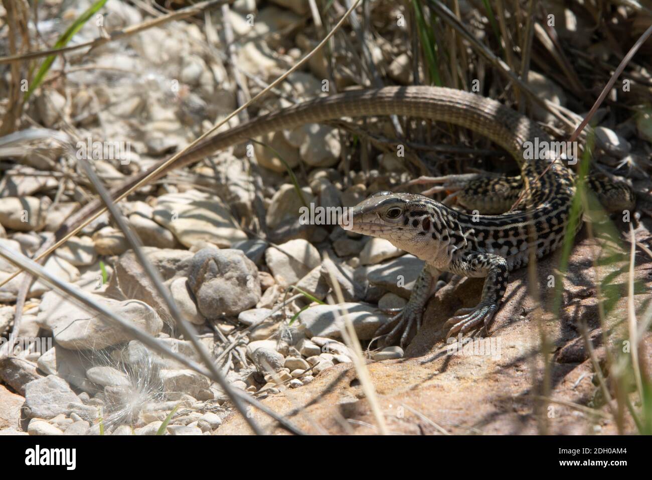 Common Checkered Whiptail (Aspidoscelis tesselatus) from Otero County ...