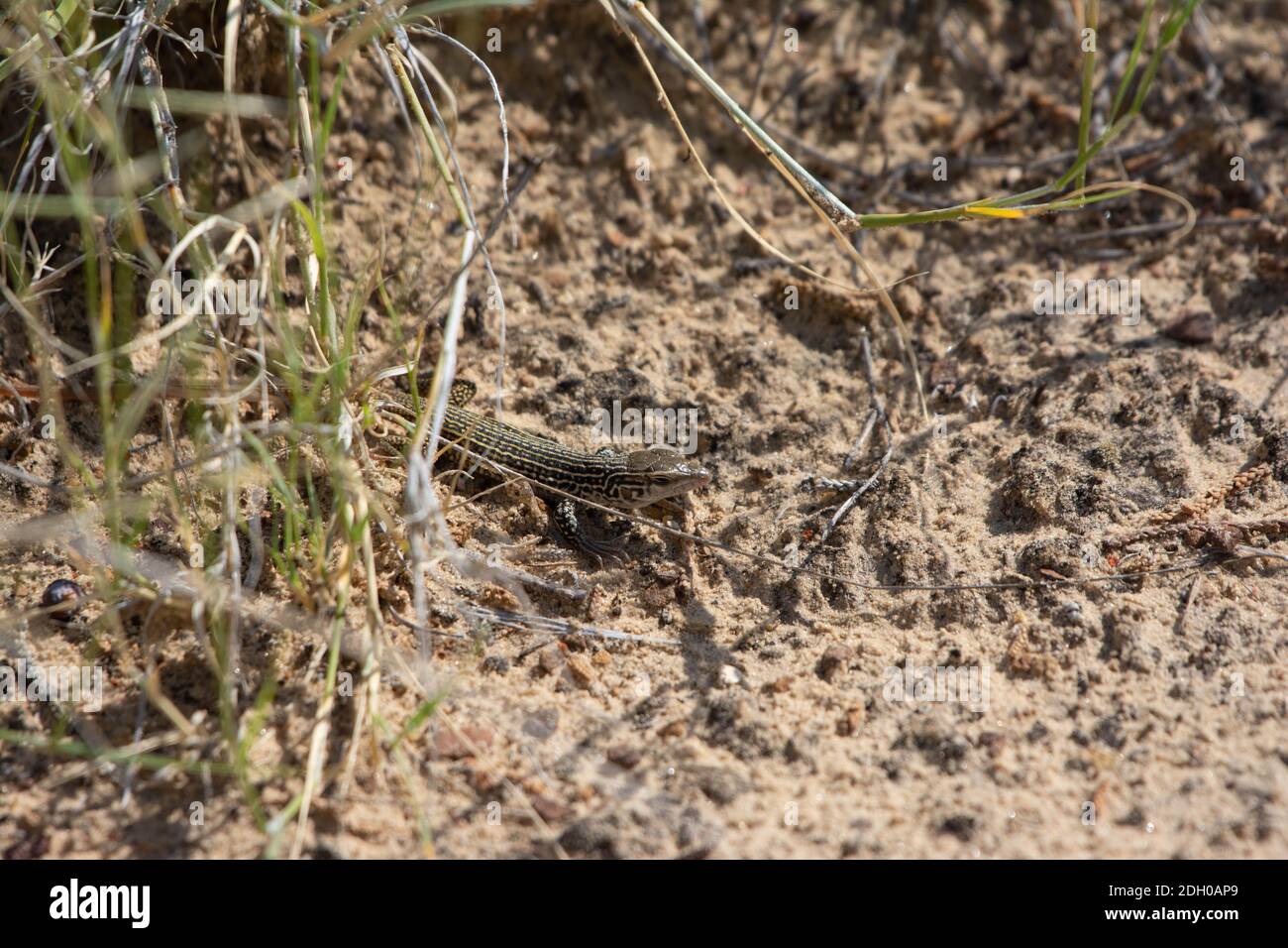 A juvenile Common Checkered Whiptail (Aspidoscelis tesselatus) from ...