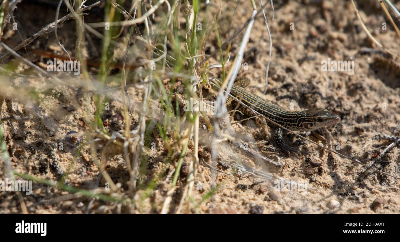 A juvenile Common Checkered Whiptail (Aspidoscelis tesselatus) from ...