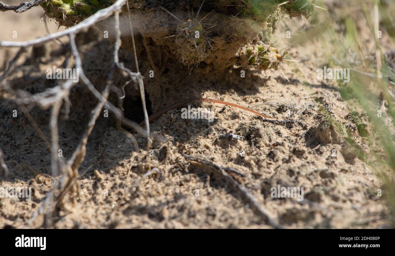 Checkered whiptail lizard hi-res stock photography and images - Alamy