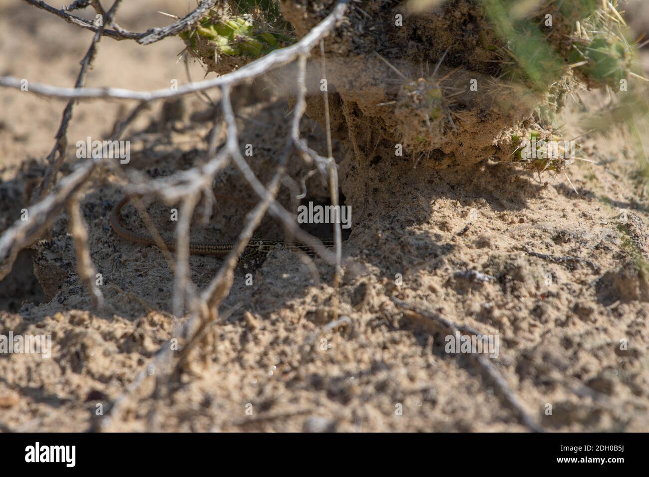 Checkered Whiptail Lizard High Resolution Stock Photography and Images ...