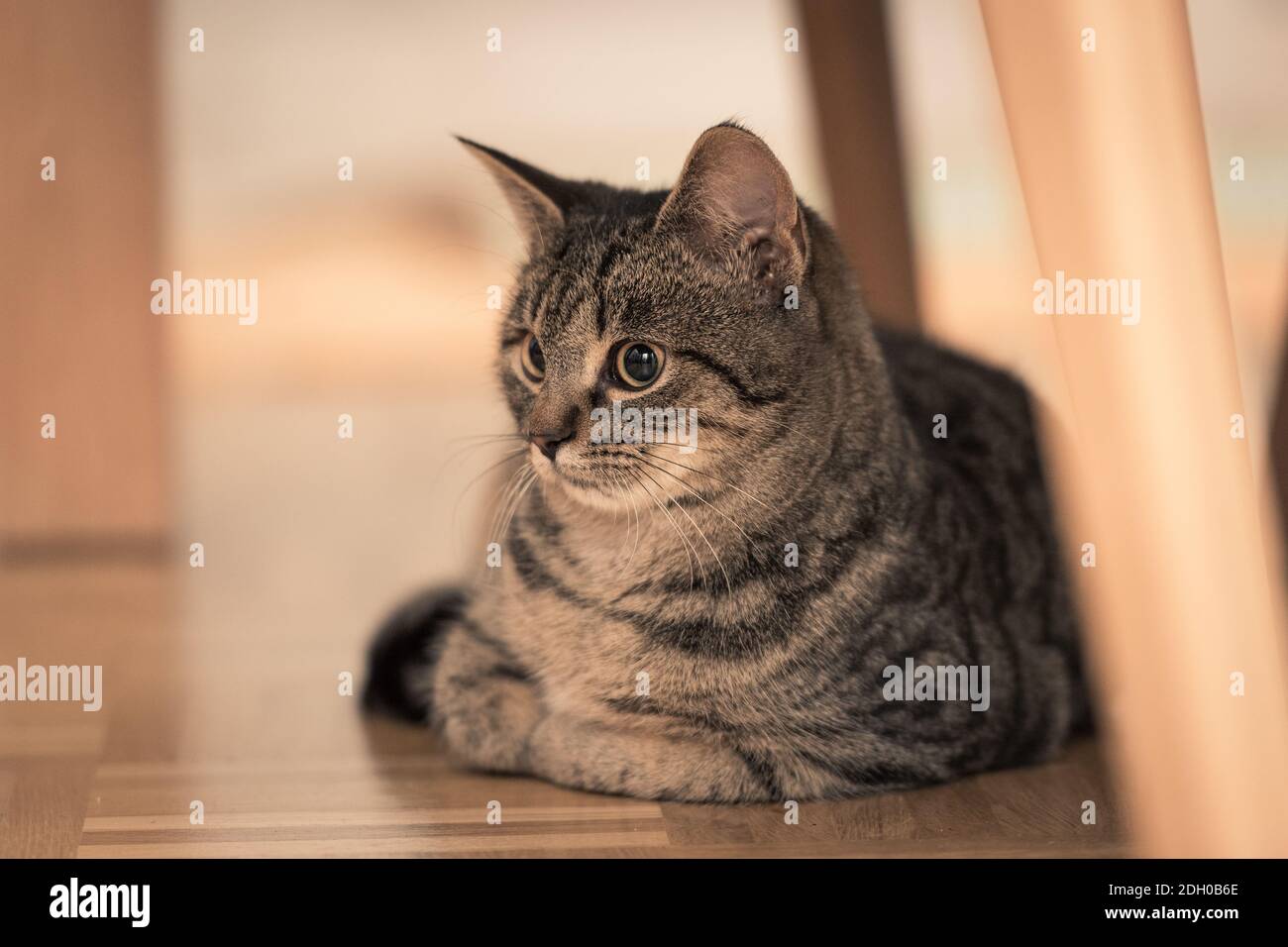 Tabby cat under table hi-res stock photography and images - Alamy