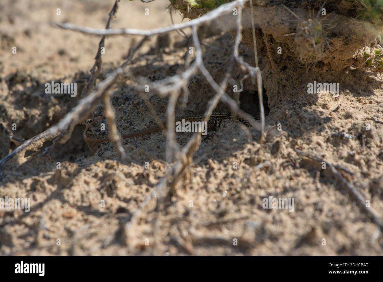 Checkered whiptail lizard hi-res stock photography and images - Alamy