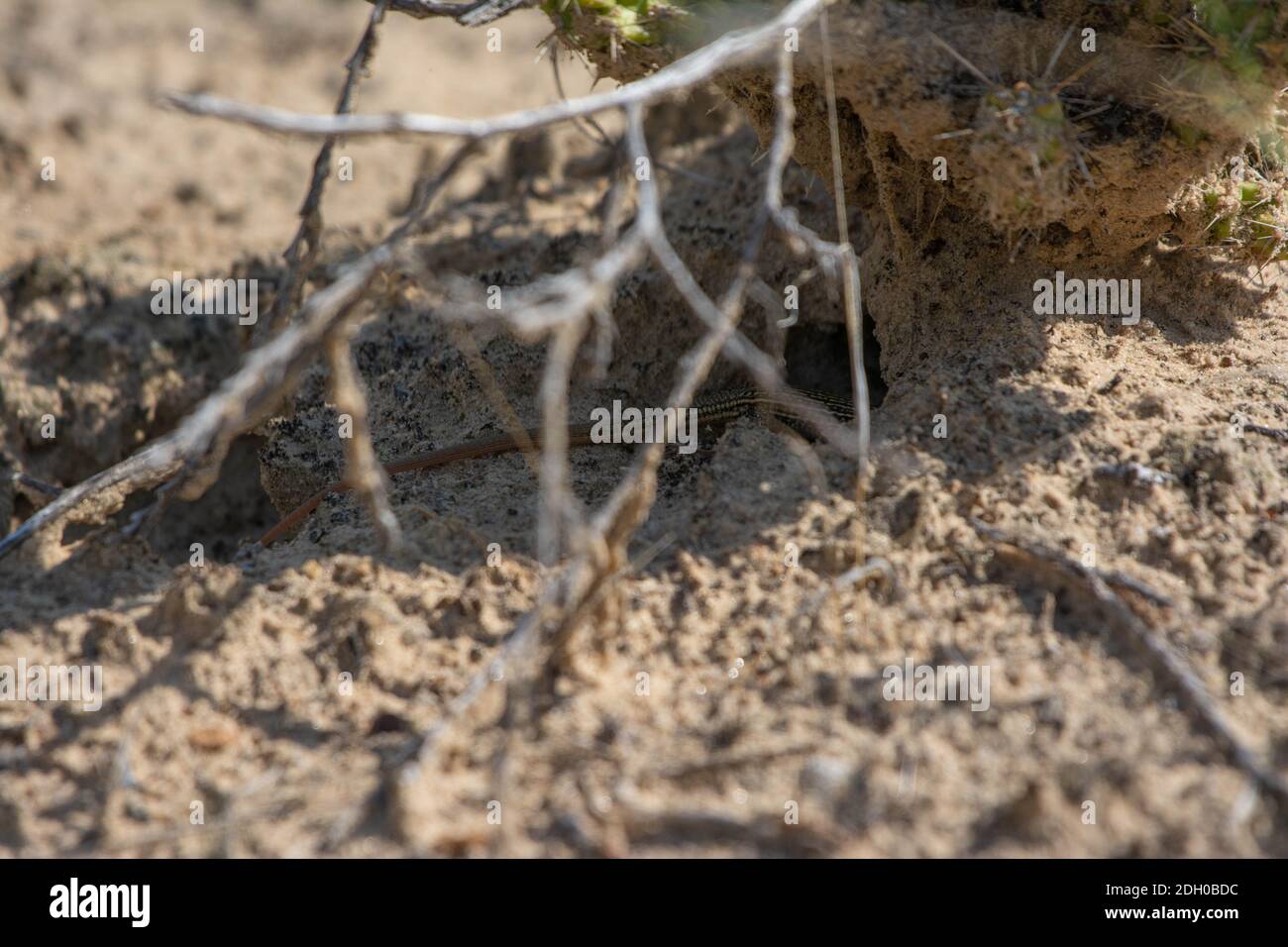 A juvenile Common Checkered Whiptail (Aspidoscelis tesselatus) from ...