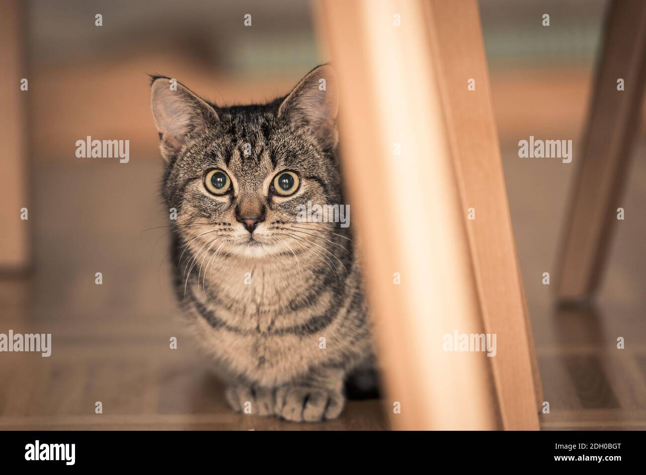 Tabby cat under table hi-res stock photography and images - Alamy