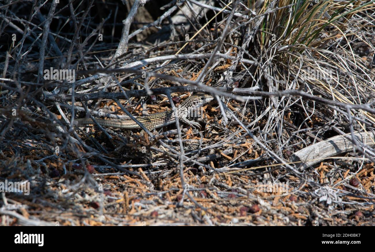 Whiptail lizard female hi-res stock photography and images - Alamy