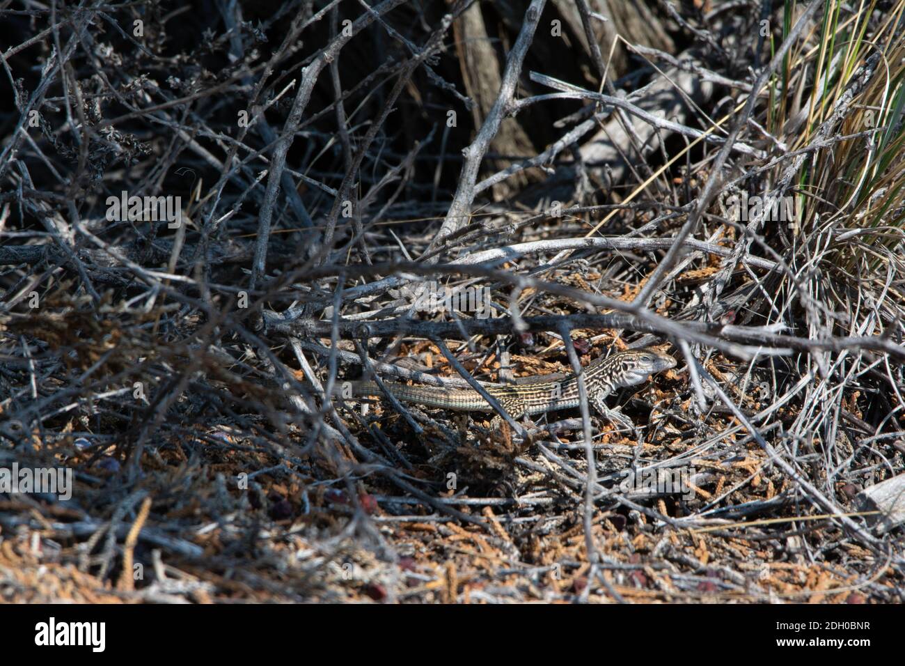 Checkered whiptail lizard hi-res stock photography and images - Alamy