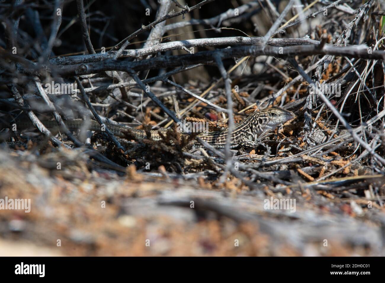 Whiptail lizards hi-res stock photography and images - Alamy