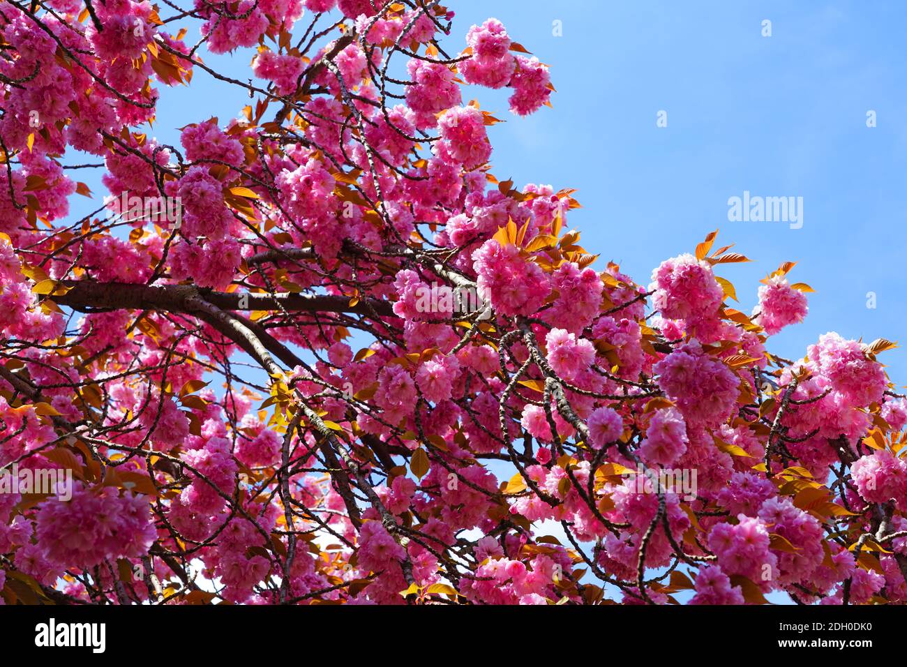 Billowy pink blossoms of a sakura cherry prunus tree with bronze red ...