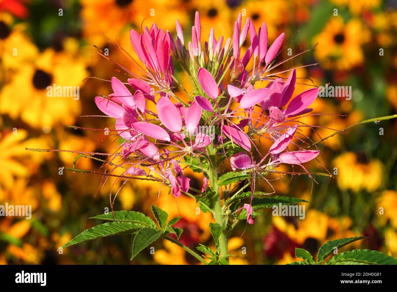 Cleome flower and yellow background Stock Photo - Alamy