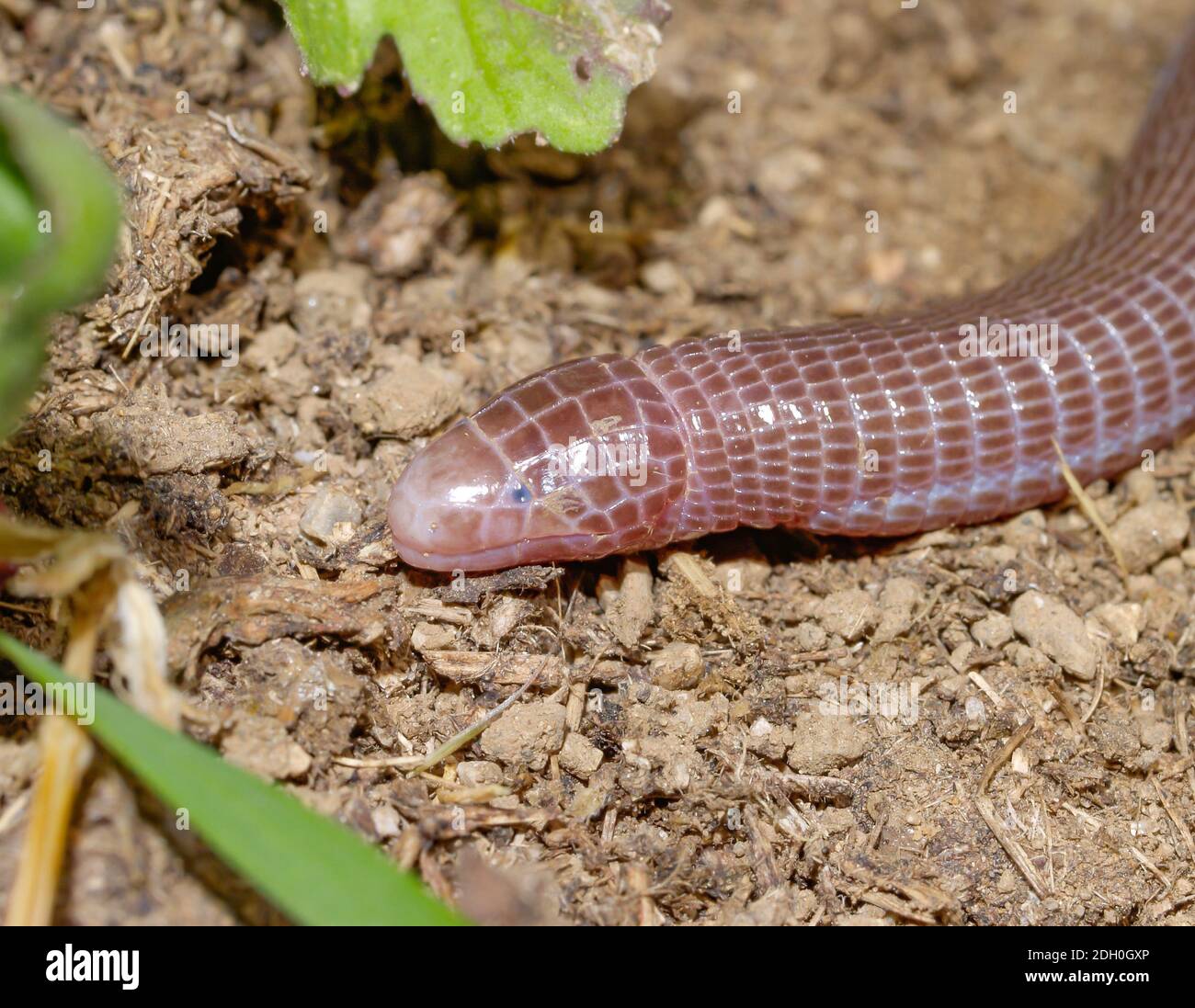 european worm lizard, Blanus cinereus in greece Stock Photo - Alamy