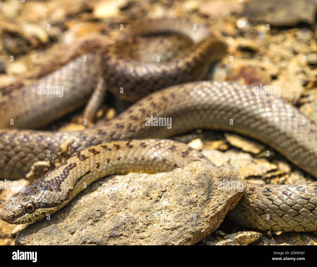 smooth snake, coronella austriaca in austria Stock Photo - Alamy