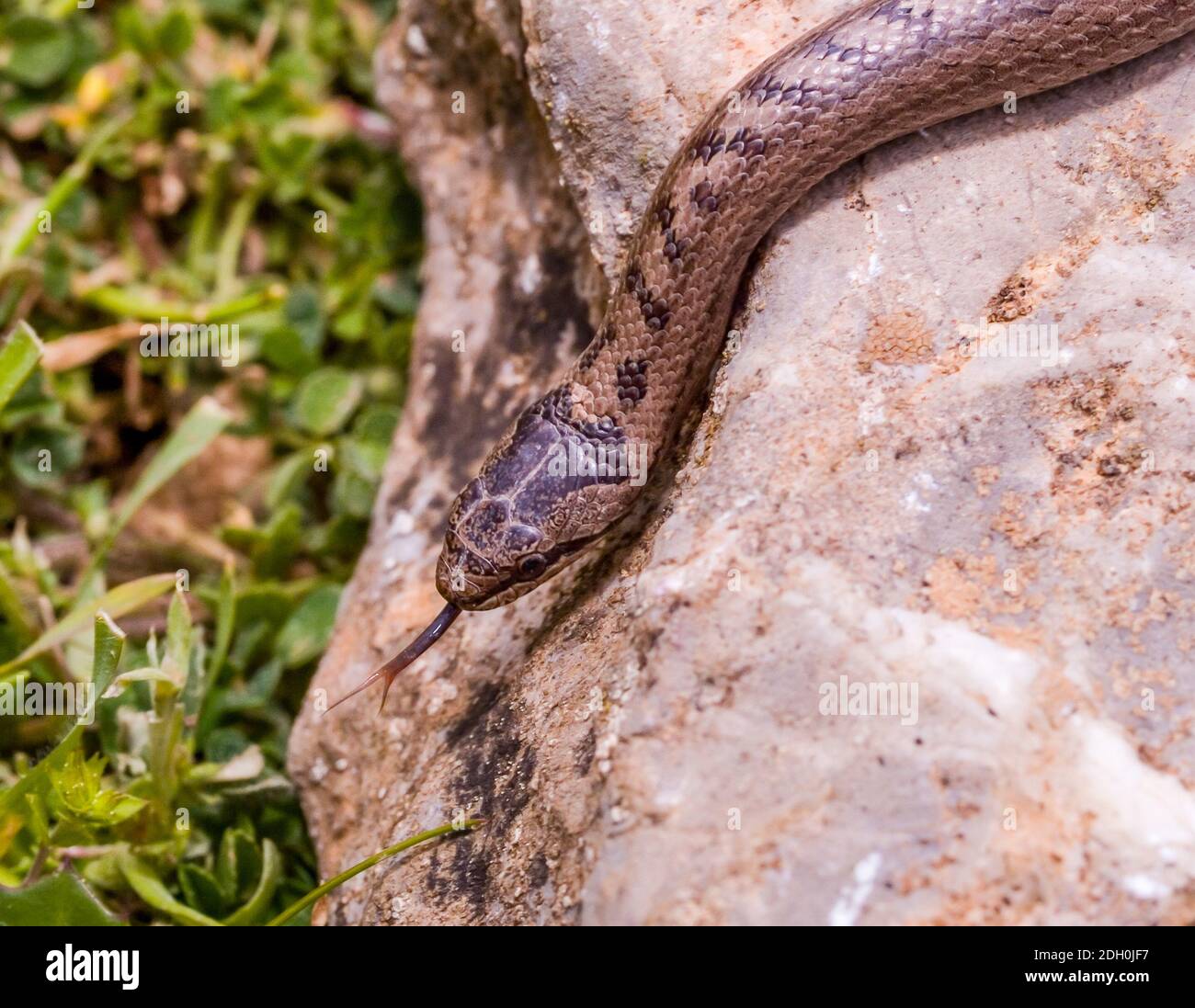 smooth snake, coronella austriaca in austria Stock Photo - Alamy