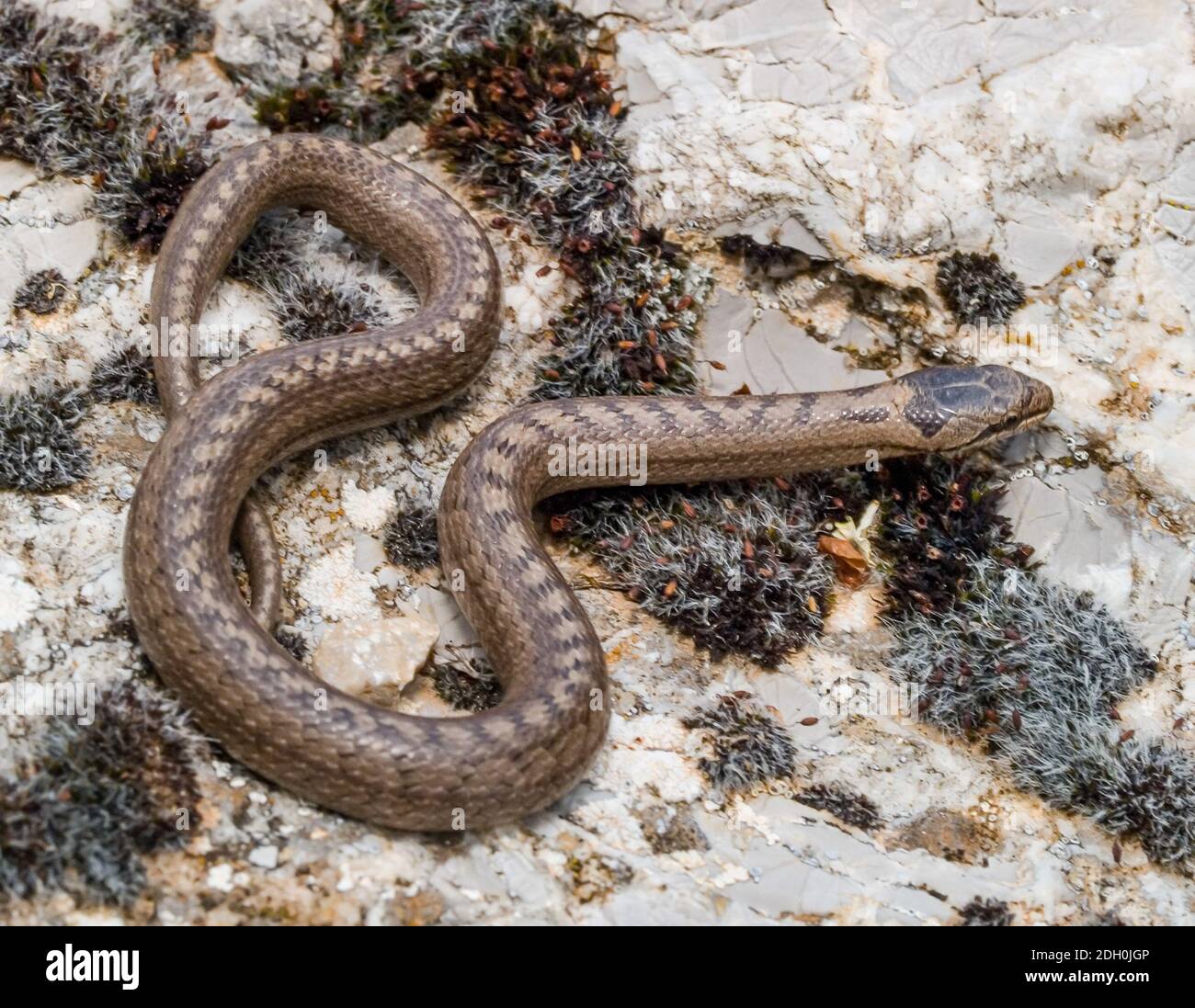 smooth snake, coronella austriaca in austria Stock Photo - Alamy