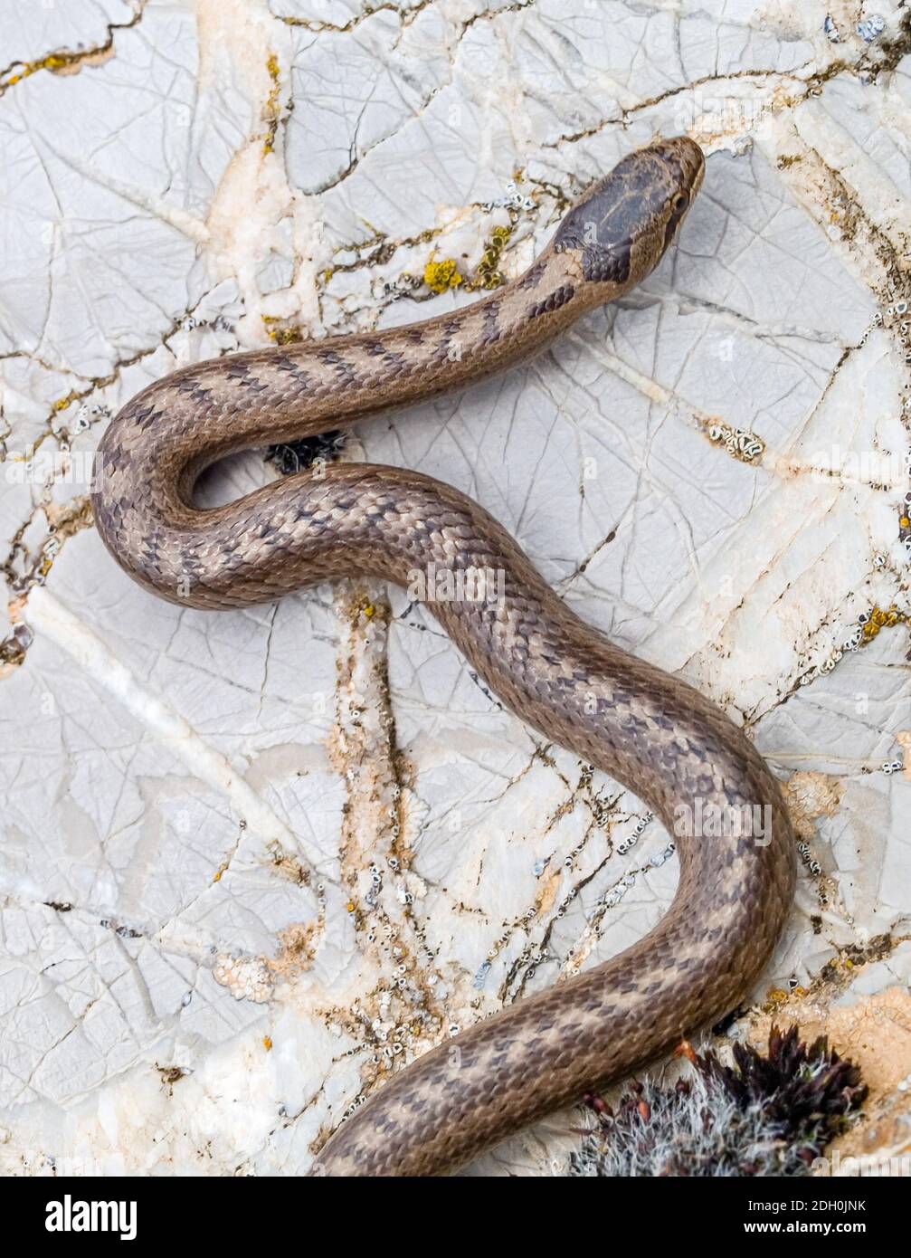 smooth snake, coronella austriaca in austria Stock Photo - Alamy