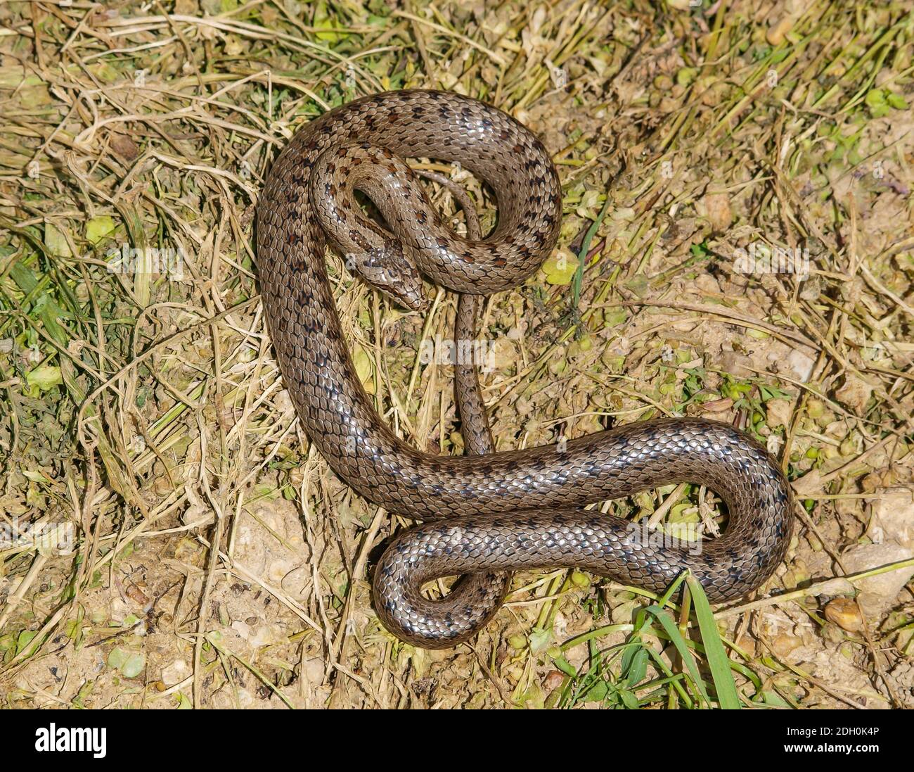 smooth snake, coronella austriaca in austria Stock Photo - Alamy