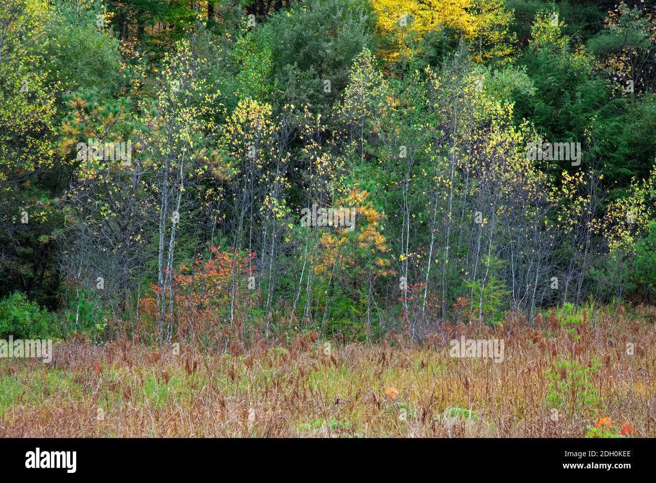 The forest edge of an acidic bog in Pennsylvania’s Pocono Mountains ...
