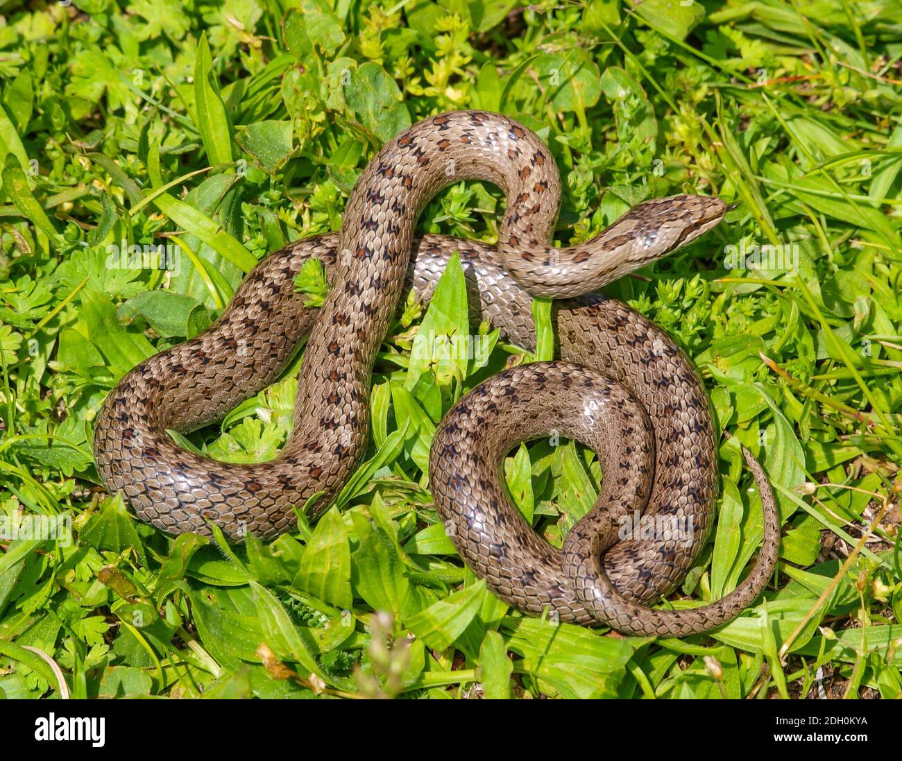 smooth snake, coronella austriaca in austria Stock Photo - Alamy