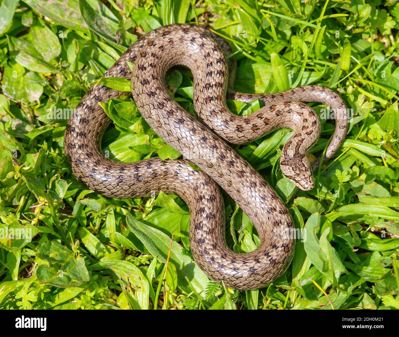 smooth snake, coronella austriaca in austria Stock Photo - Alamy