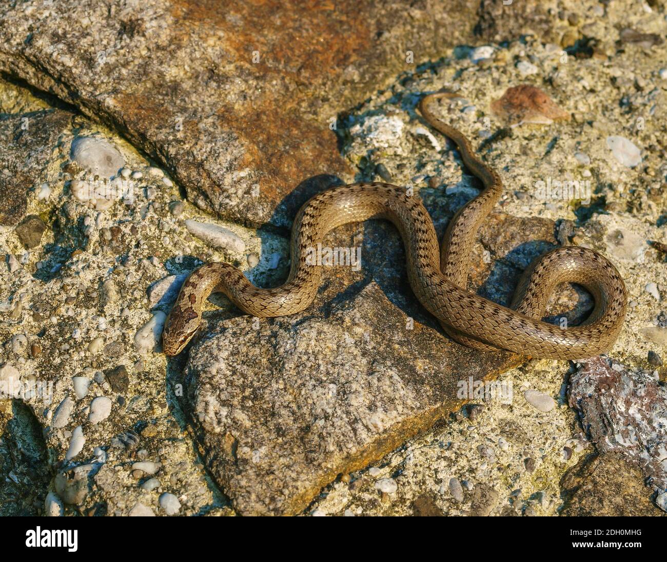 smooth snake, coronella austriaca in austria Stock Photo - Alamy
