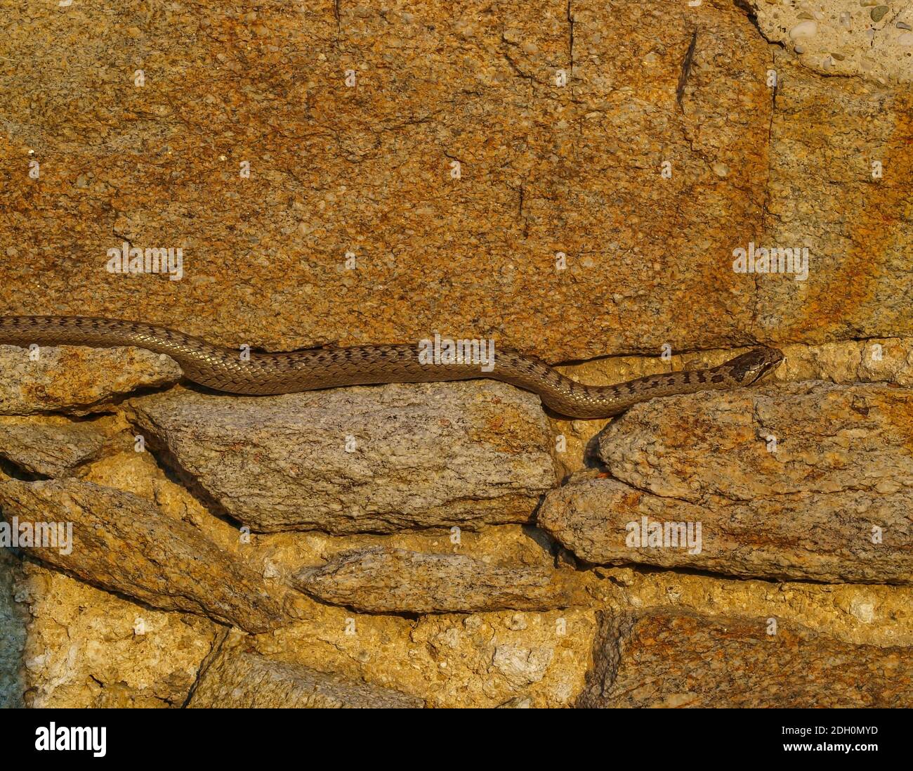 smooth snake, coronella austriaca in austria Stock Photo - Alamy
