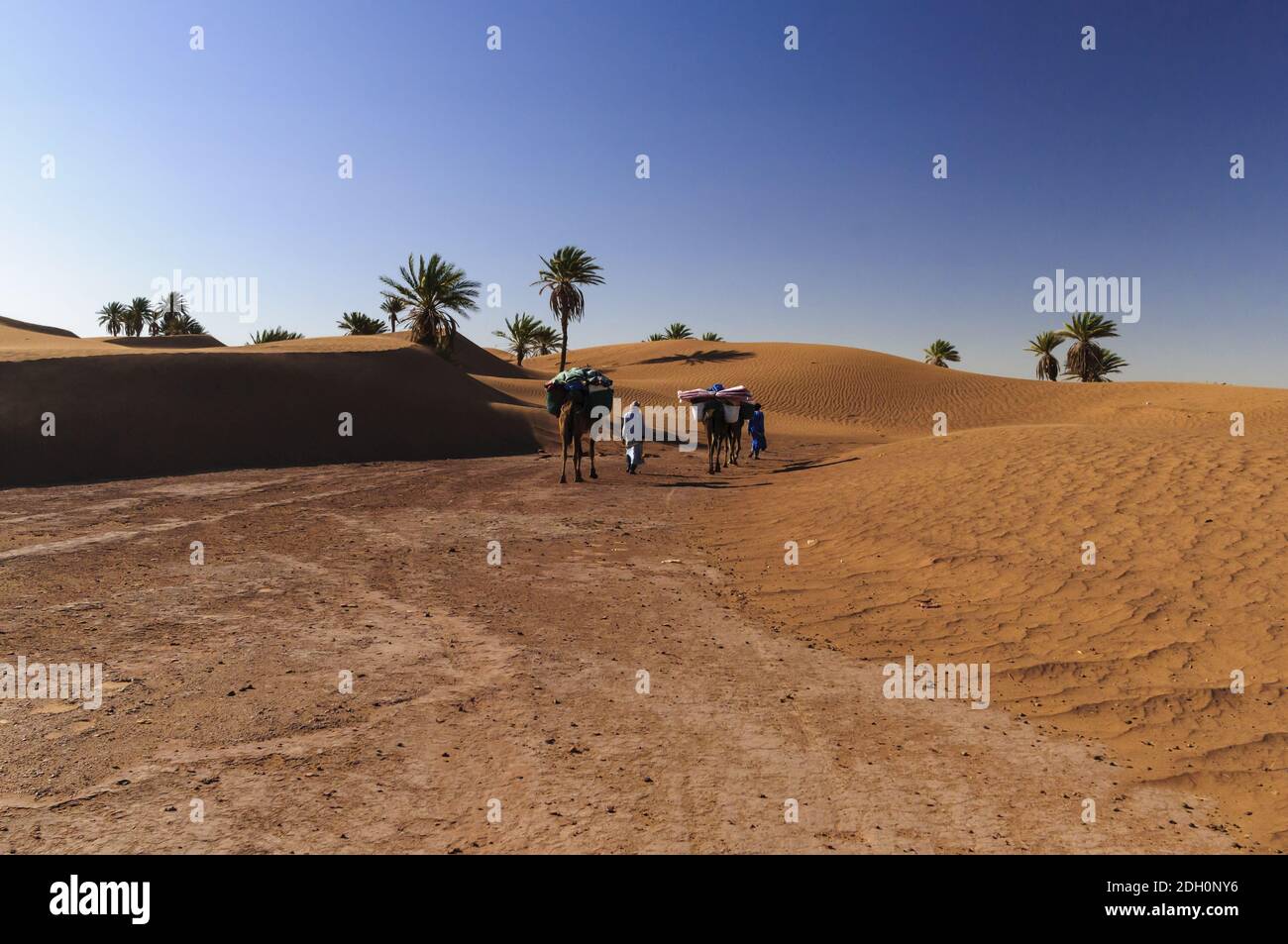 Camel caravan with palm trees and sand dunes in the Sahara, Morocco ...