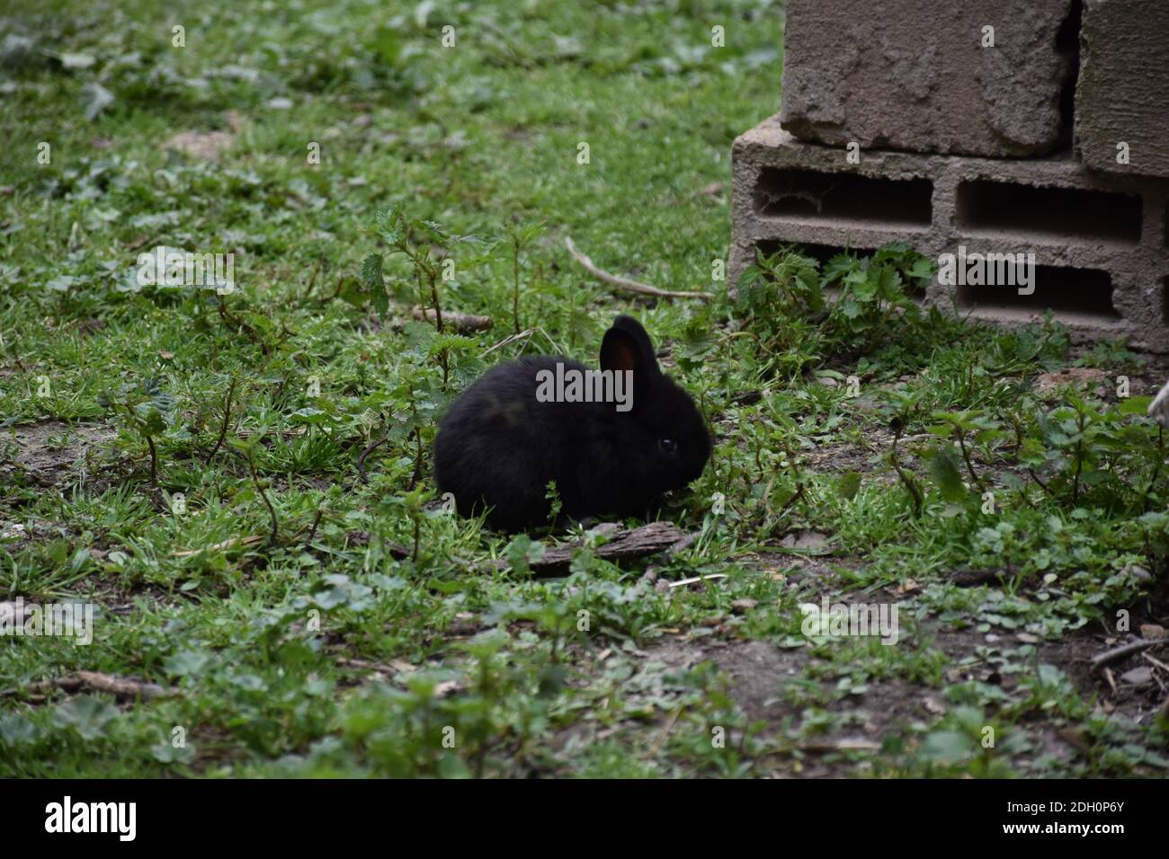 Rabbit calf with black hair eating grass next to some concrete bricks ...