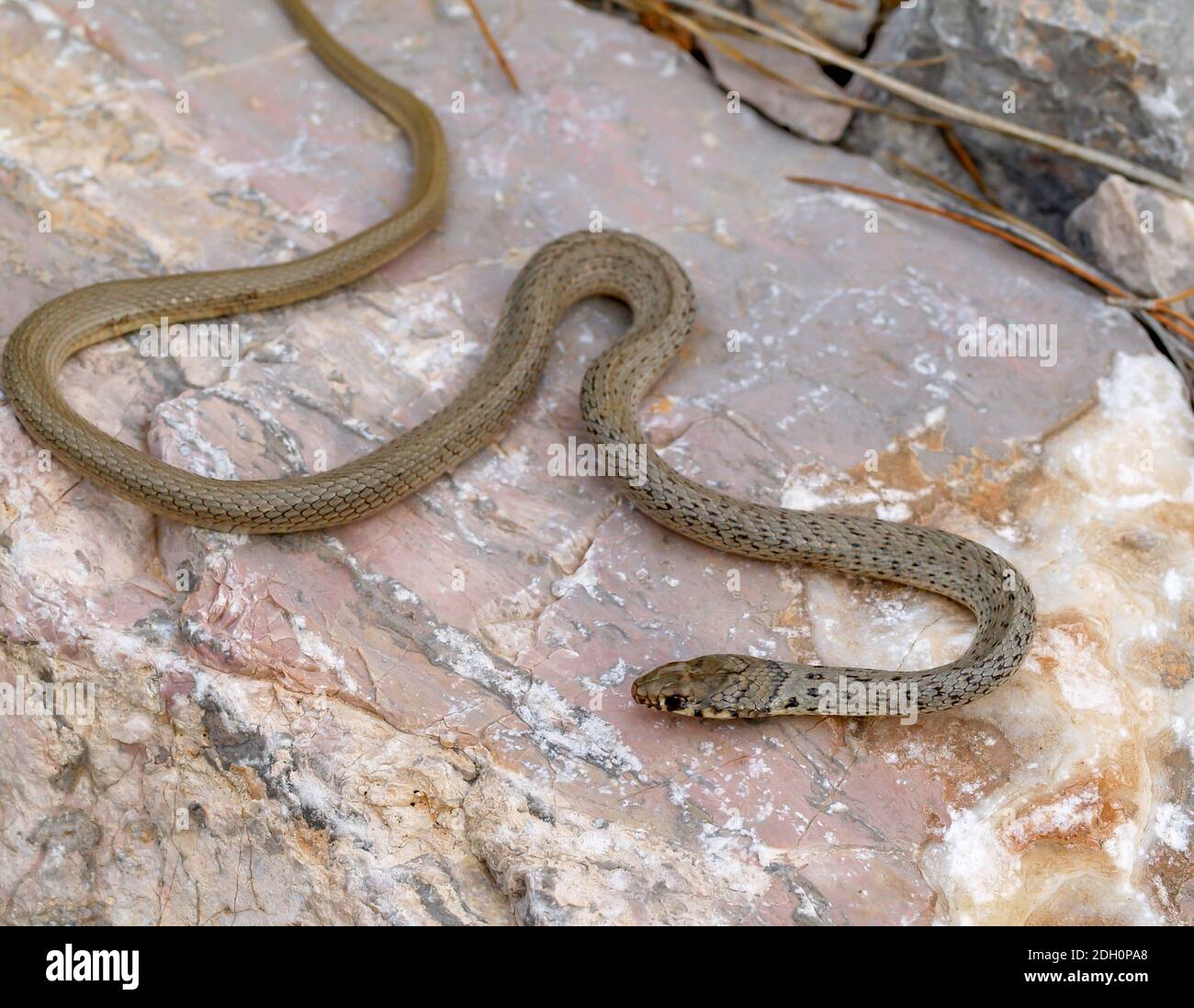 ring headed dwarf snake, Eirenis modestus in greece Stock Photo - Alamy