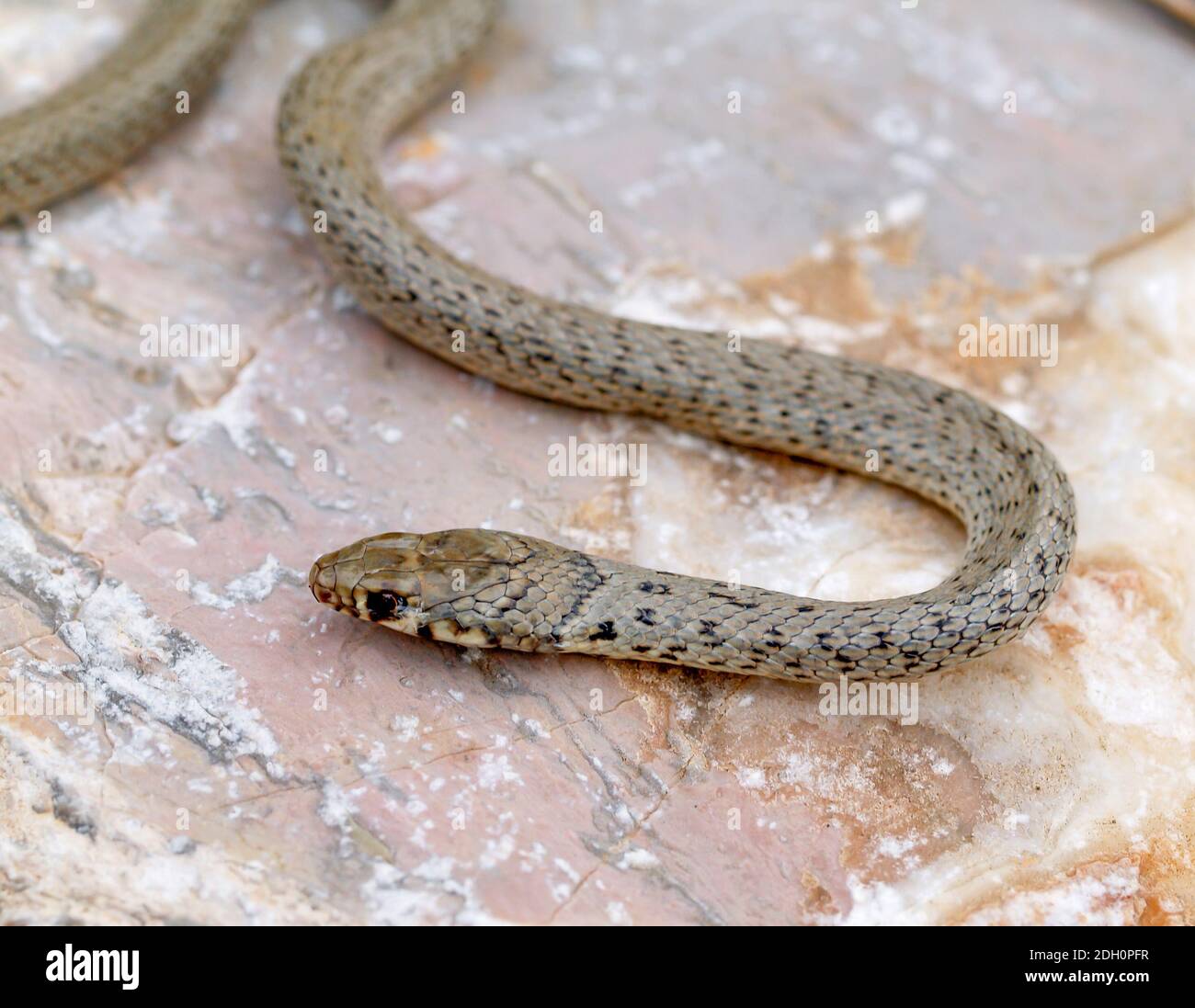 ring headed dwarf snake, Eirenis modestus in greece Stock Photo - Alamy