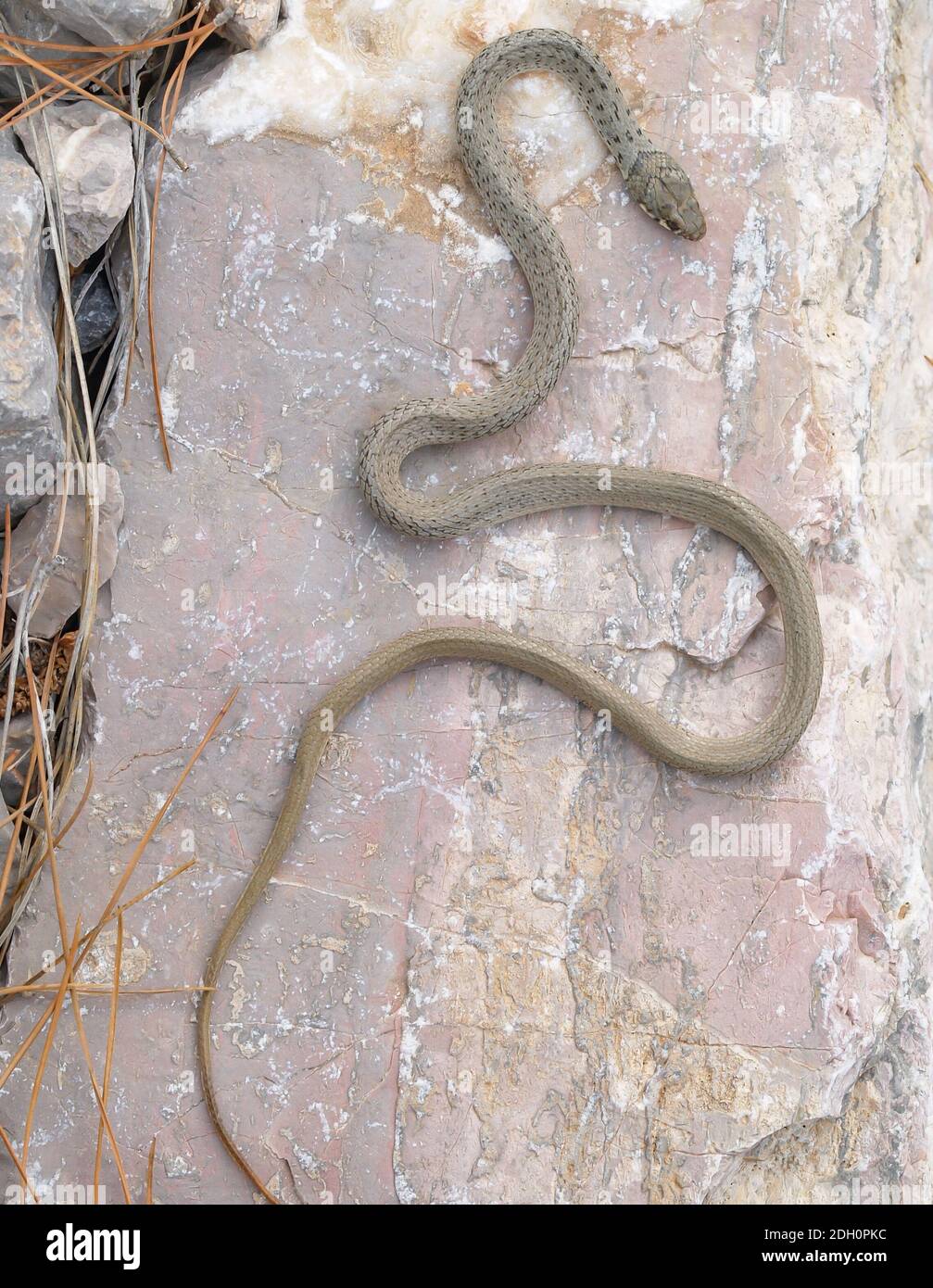 Ring headed dwarf snake hi-res stock photography and images - Alamy