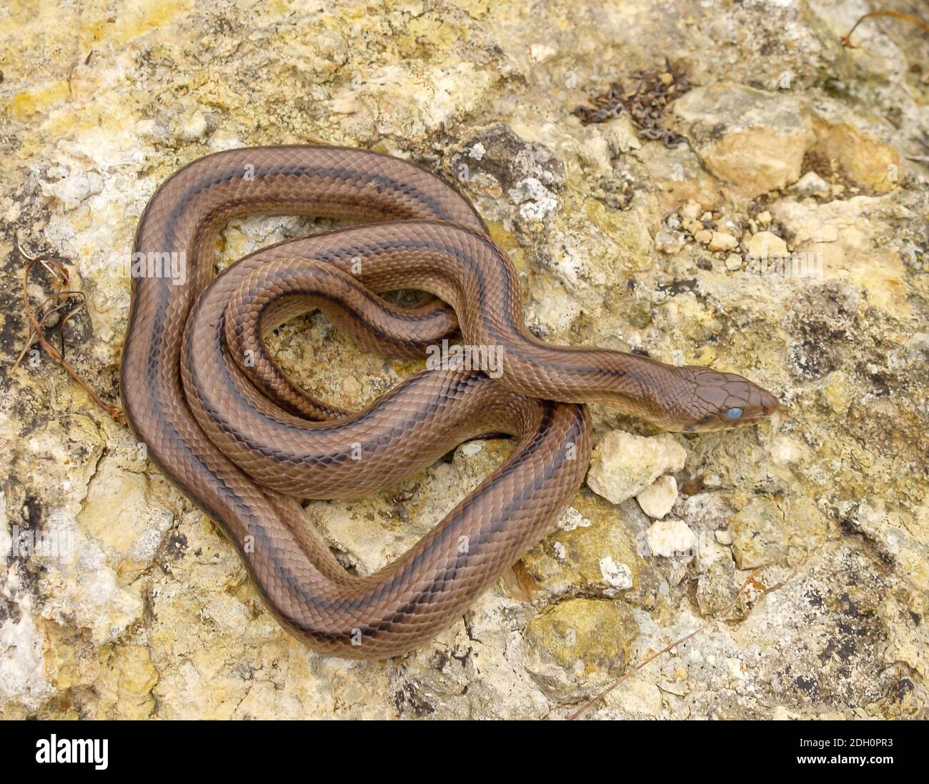 four lined snake, elaphe quatuorlineata in greece Stock Photo - Alamy